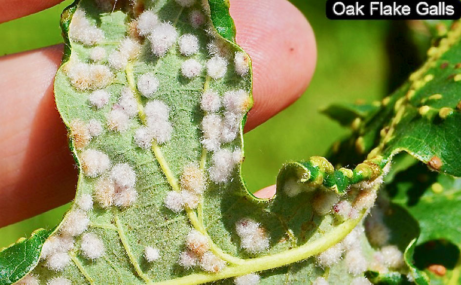 Know Before You Grow: An Odd Leaf Gall on Oaks | News, Sports, Jobs ...